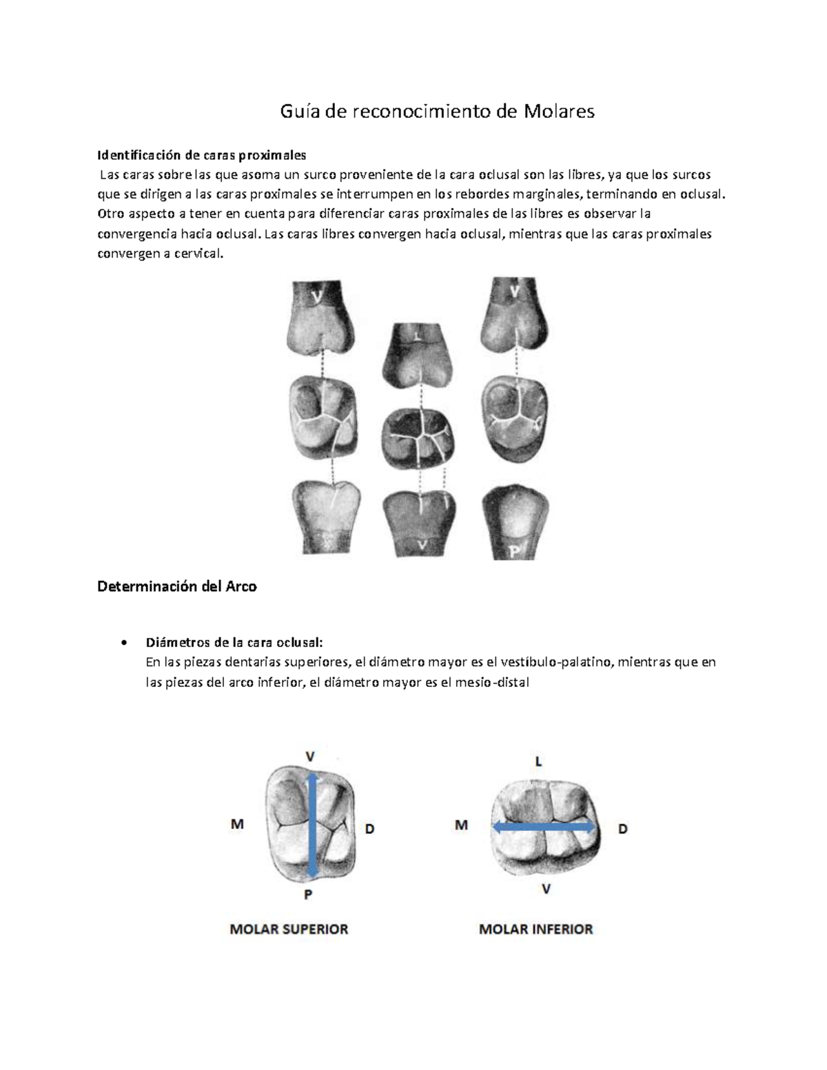 Guia de reconocimiento de Molares - Guía de reconocimiento de Molares Identificación de caras ...