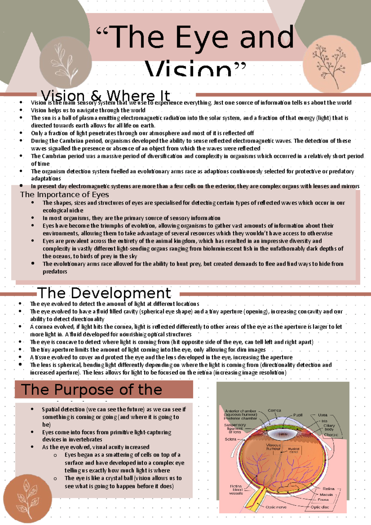 The Eye - the eye summary - “The Eye and Vision” Vision & Where It ...