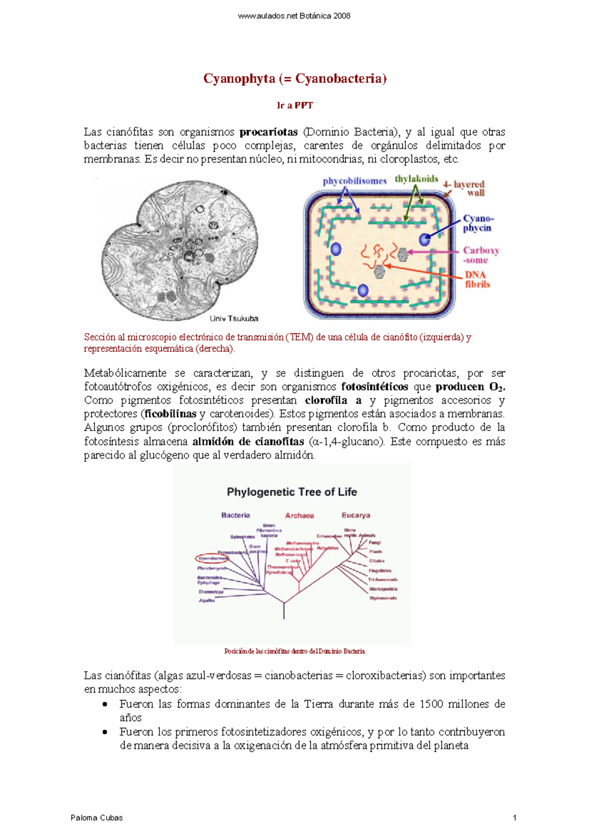 3 Cyanophyta texto - Cianobacteria - Cyanophyta (= Cyanobacteria) Ir a ...