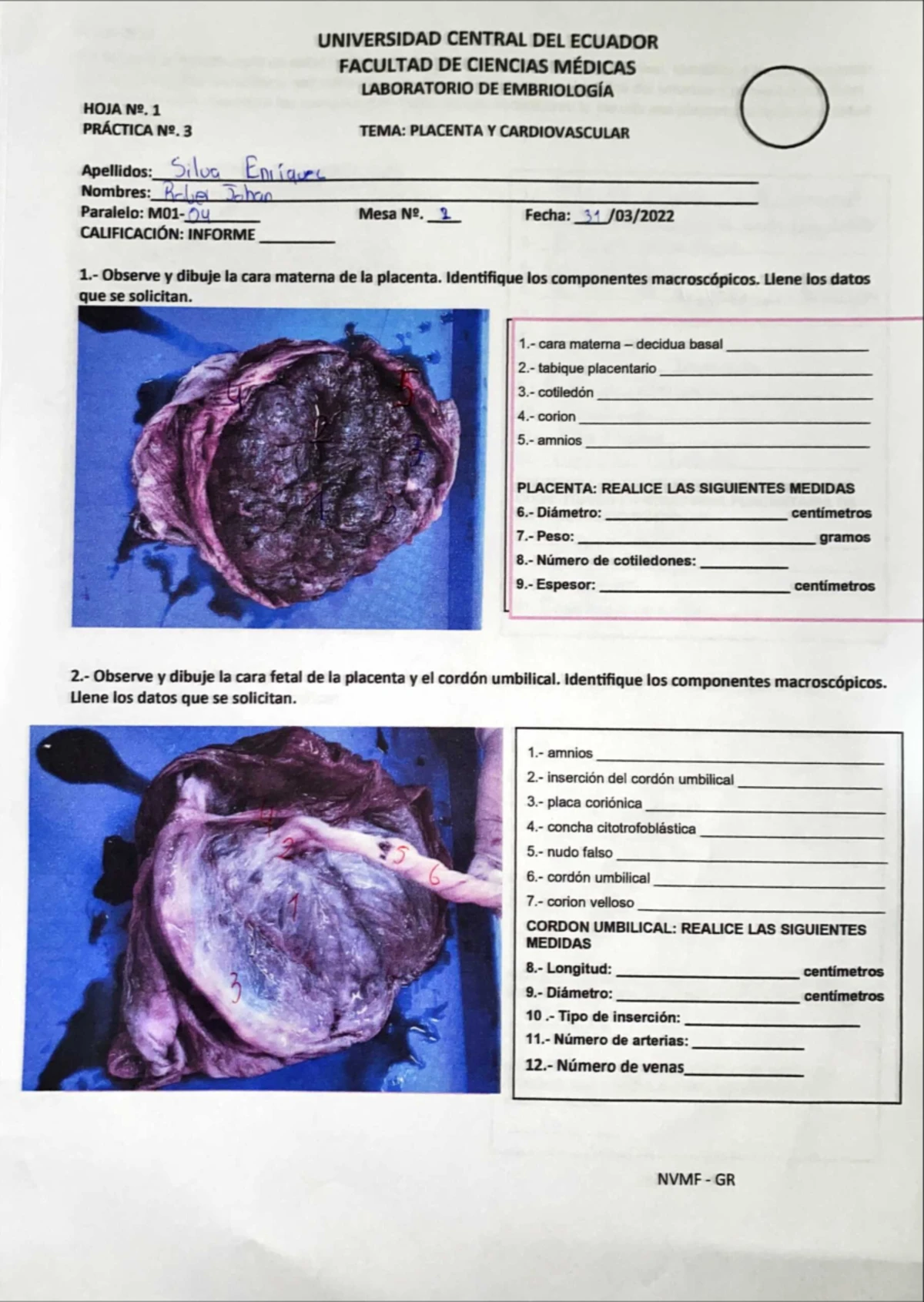 Prueba morfo compressed - Morfofunción - Studocu