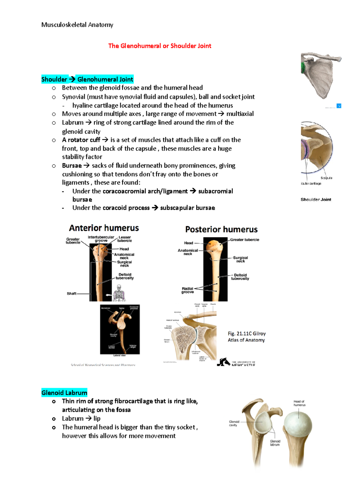 The Glenohumeral Joint Notes - The Glenohumeral or Shoulder Joint ...