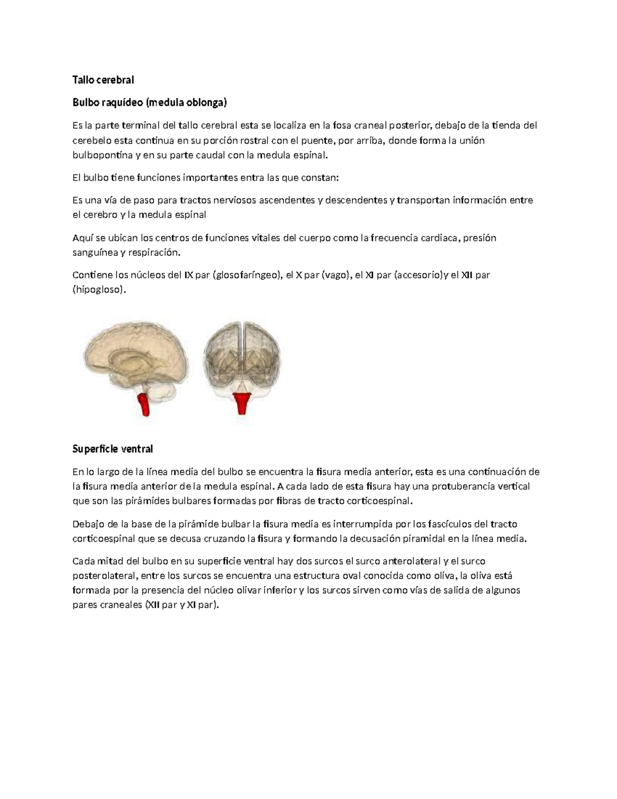 Tallo cerebral - El bulbo tiene funciones importantes entra las que ...