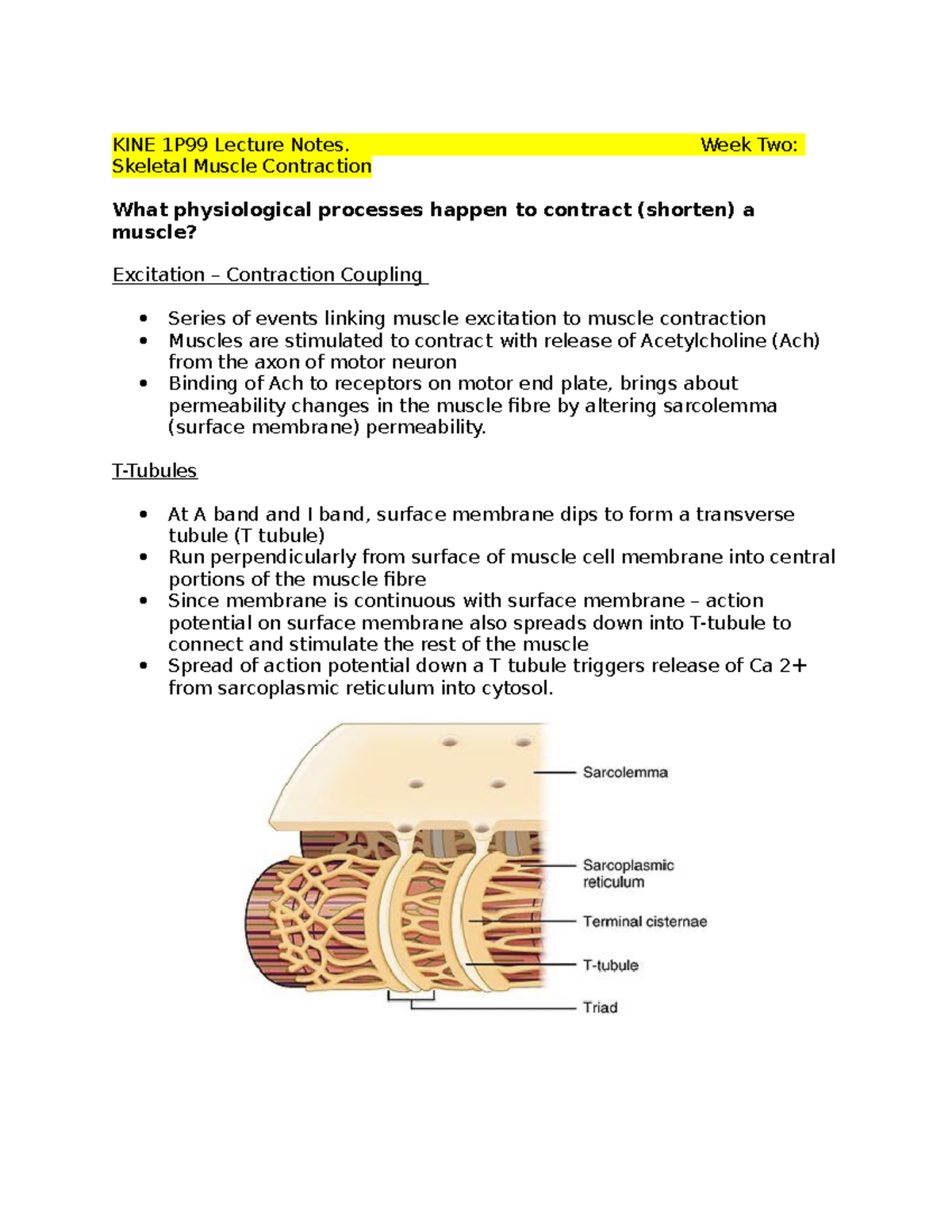KINE 1P99 Lecture Notes - Week Two: Skeletal Muscle Contraction What ...