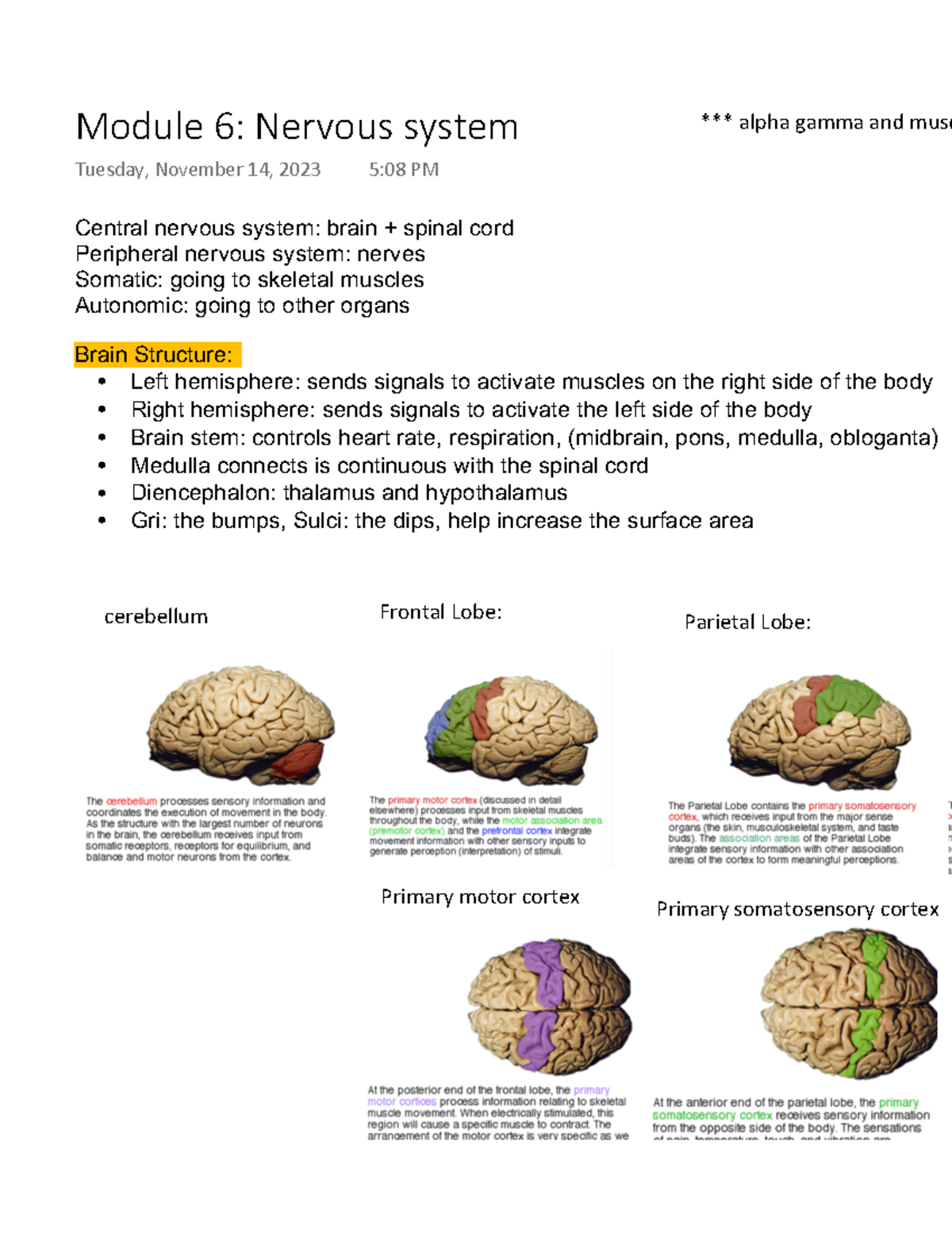 Module 6 Nervous system - Central nervous system: brain + spinal cord ...