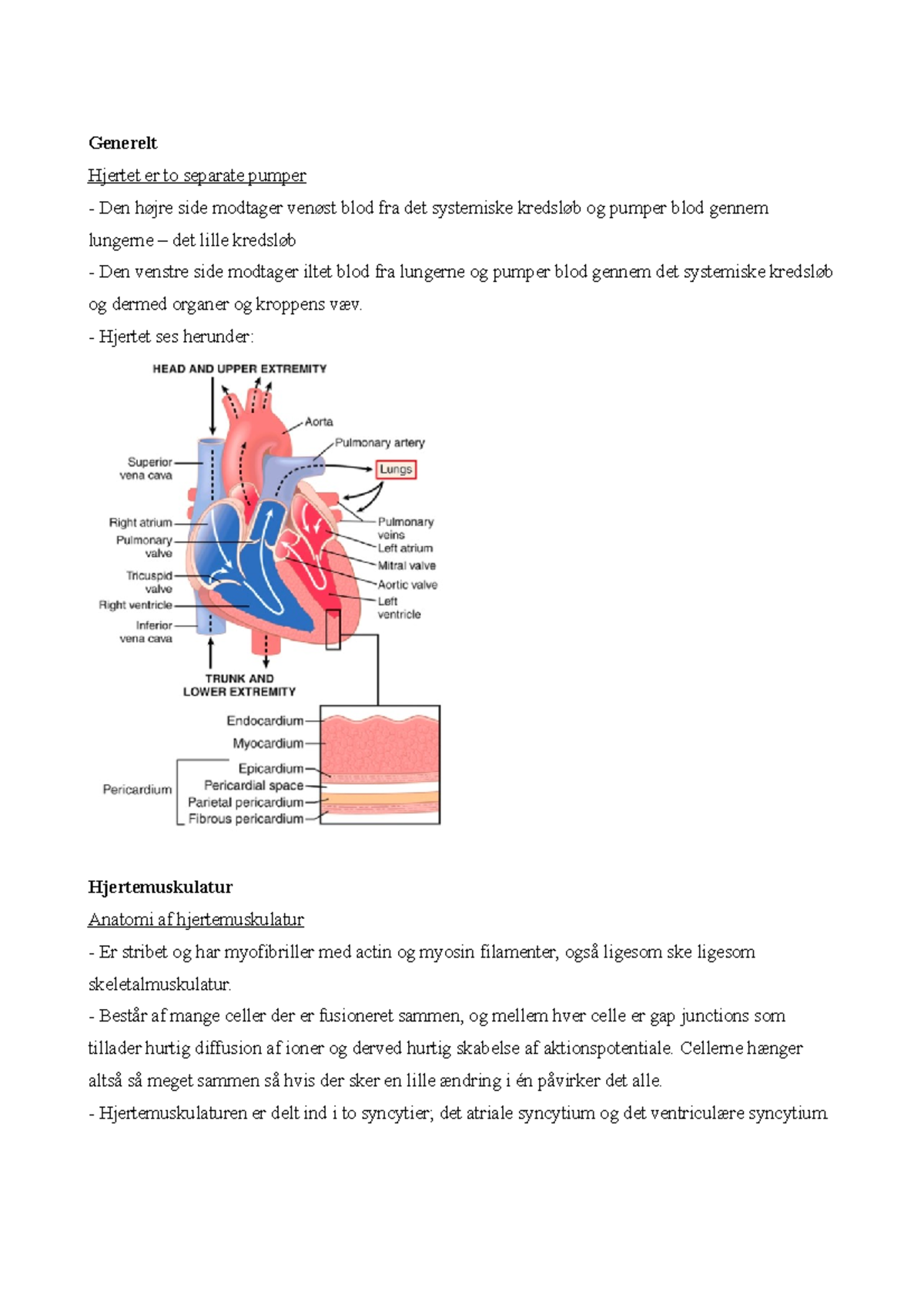 Fysiologi - hjertet - Generelt Hjertet er to separate pumper Den højre ...