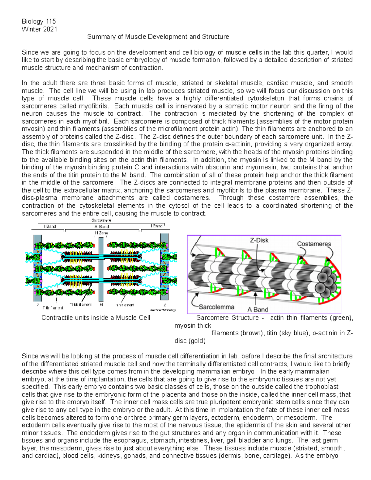 Muscle Development W21 - Biology 115 Winter 2021 Summary of Muscle ...