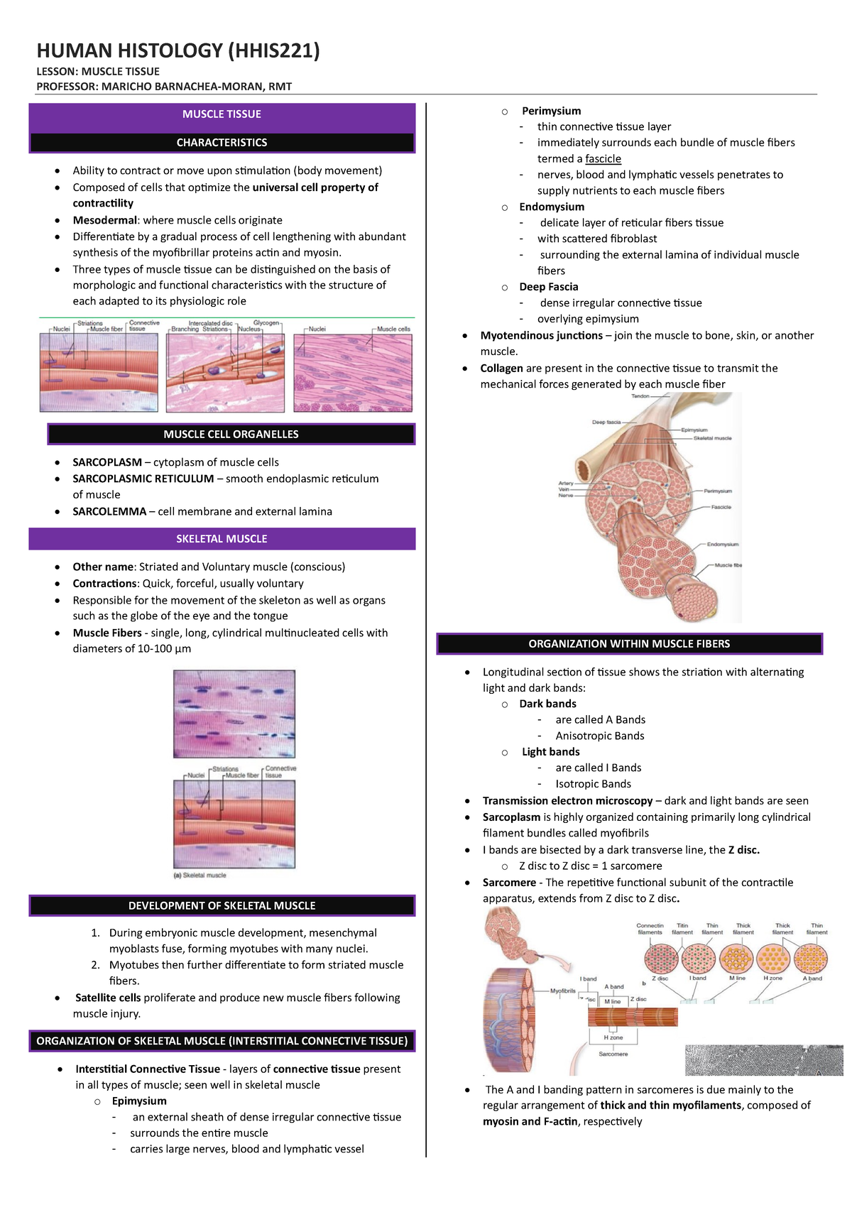 Muscle Tissue - NOTES - HUMAN HISTOLOGY (HHIS221) LESSON: MUSCLE TISSUE ...