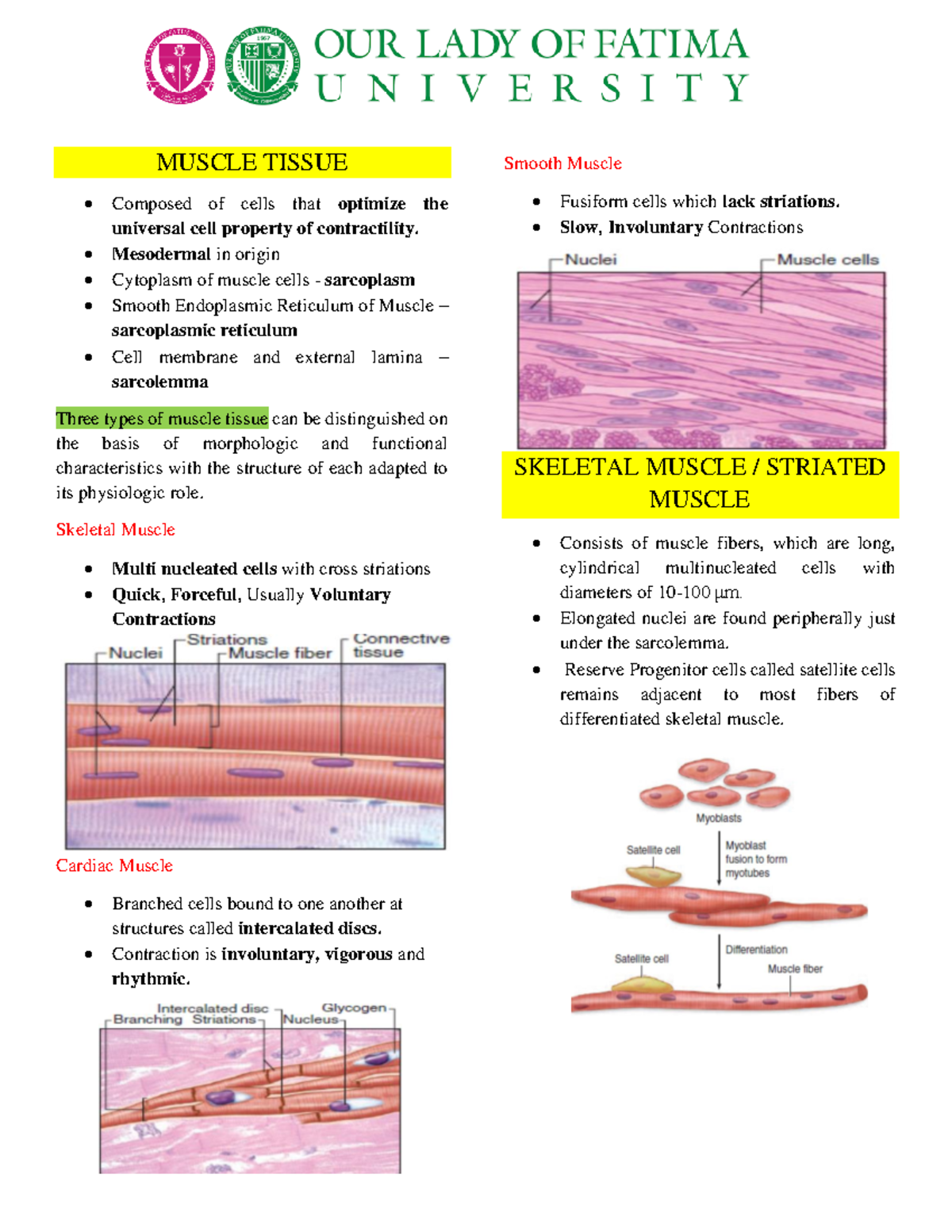 Muscle-Integumentary-Circulatory reviewer - MUSCLE TISSUE Composed of ...