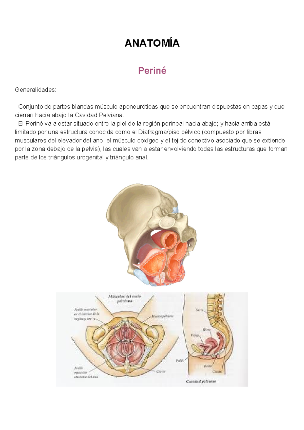 Periné - ANATOMÍA Periné Generalidades: Conjunto de partes blandas ...