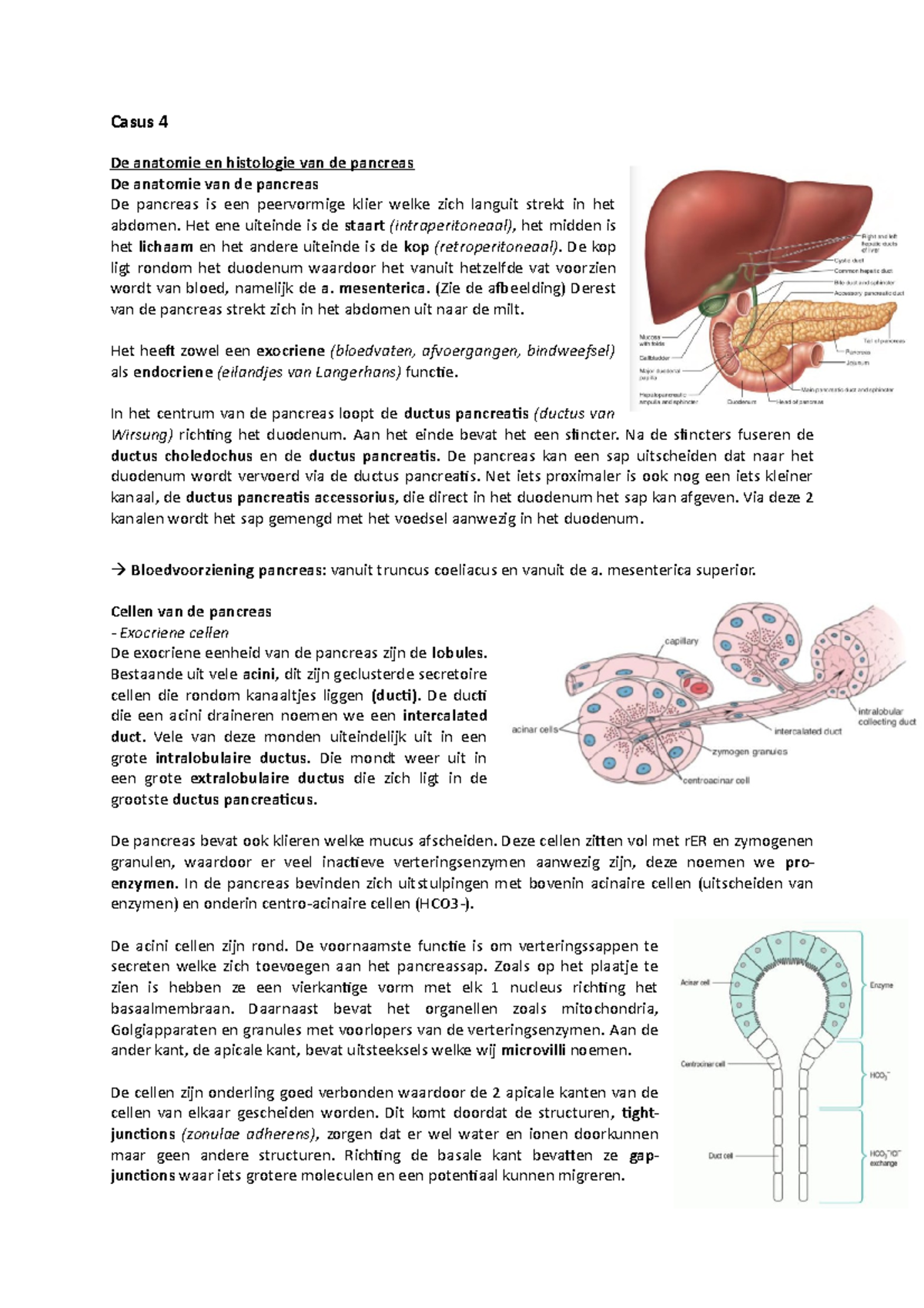 Casus 4 - Casus 4 De anatomie en histologie van de pancreas De anatomie ...