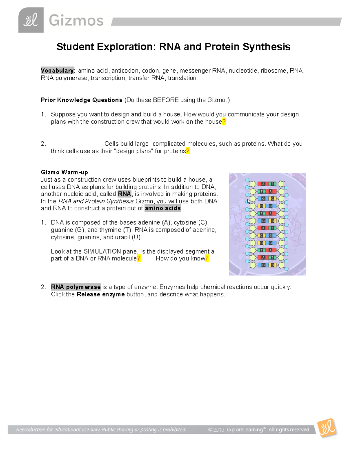 RNAProtein Synthesis SE - Student Exploration: RNA and Protein ...