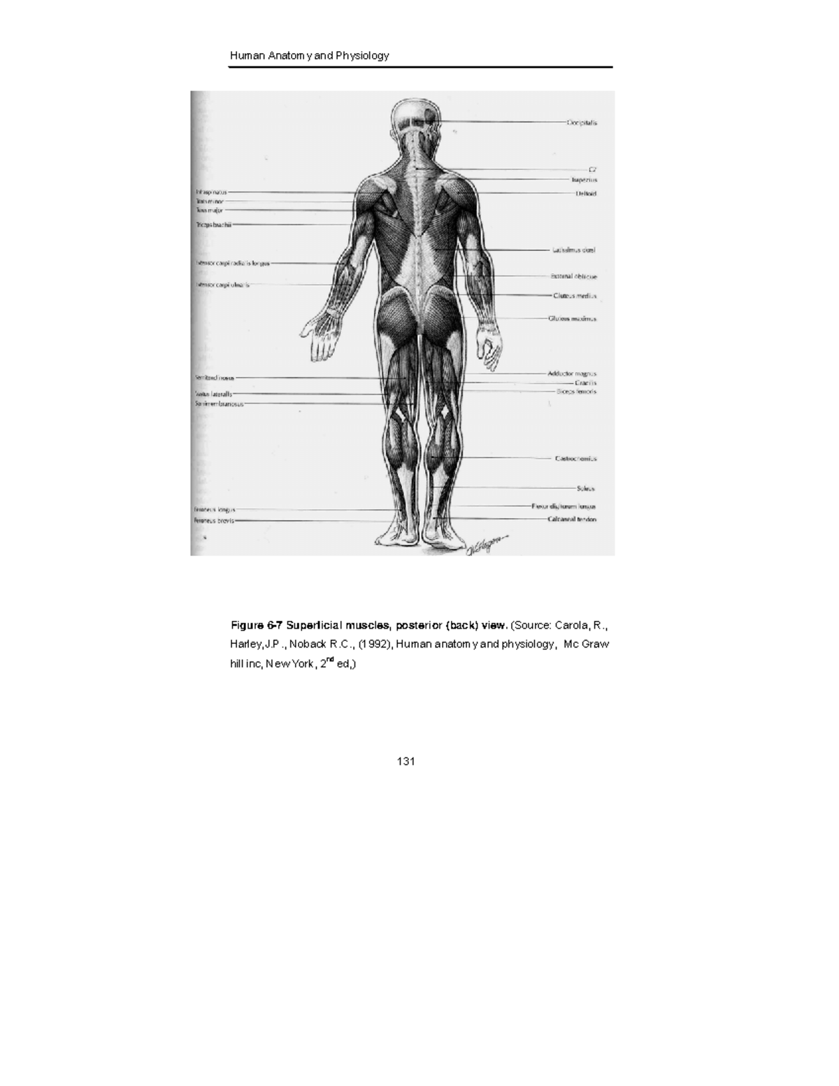 Human Anatomy and Psychology-141-145 - Figure 6-7 Superficial muscles ...