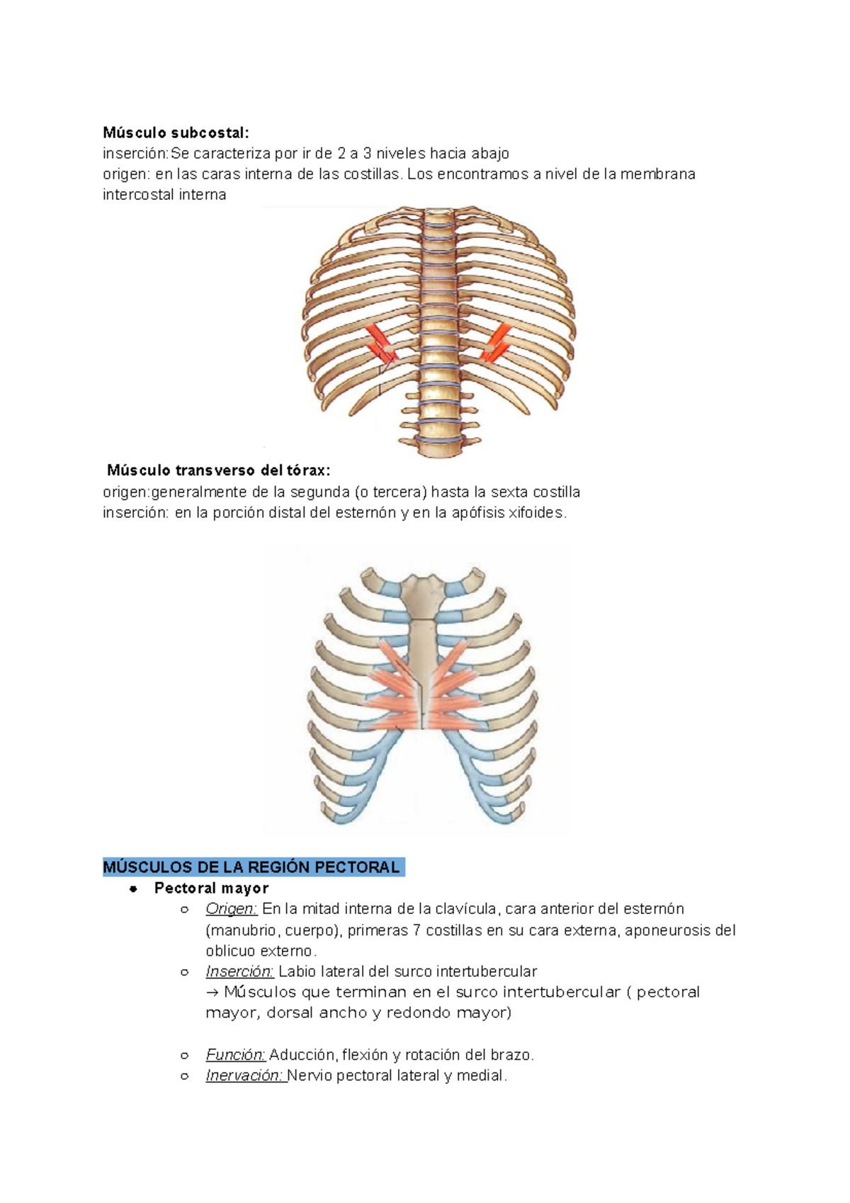 Musculos del torax - subcostal: caracteriza por ir de 2 a 3 niveles ...