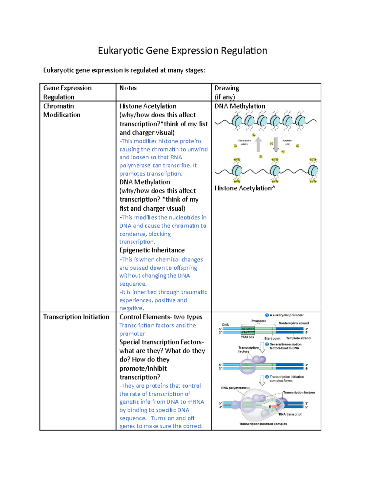 Eukaryotic Gene Expression Regulation Notes - Eukaryotic Gene ...