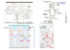 Endokrinologie; Sektretion, Insulin, Hormone - Endokrinologie Arten der ...
