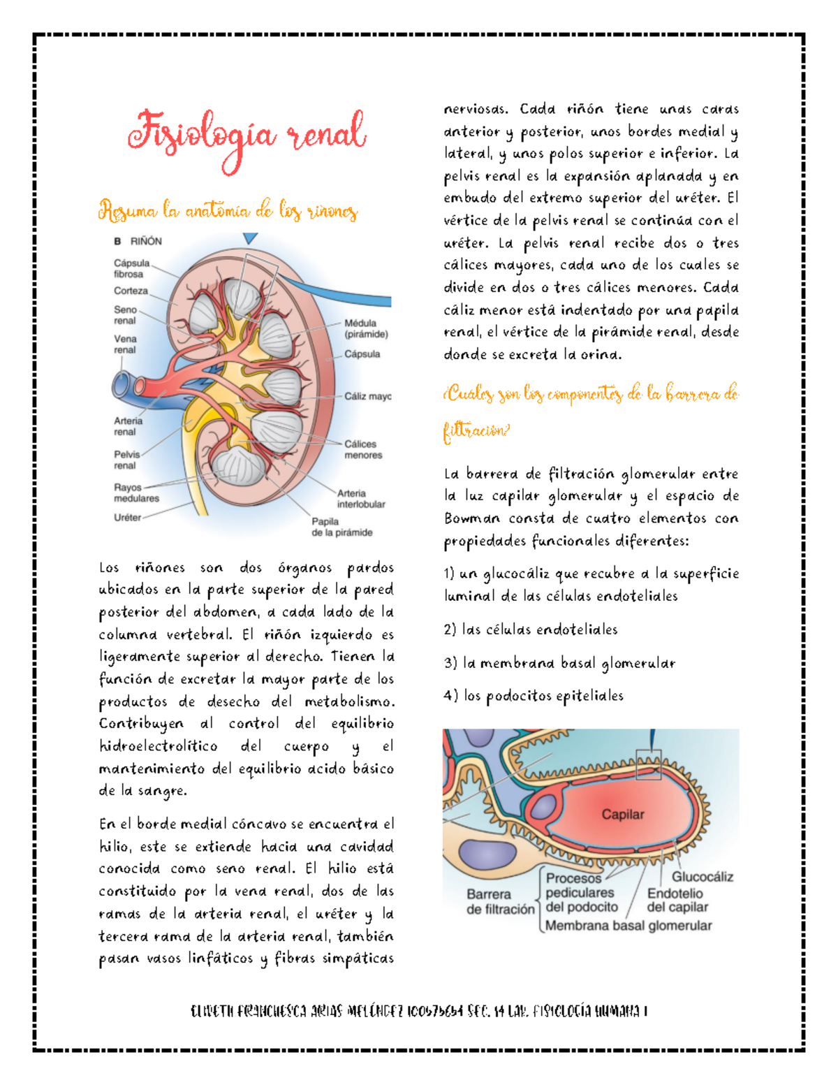 Fisiologia renal - Fisiología renal Resuma la anatomía de los riñones ...
