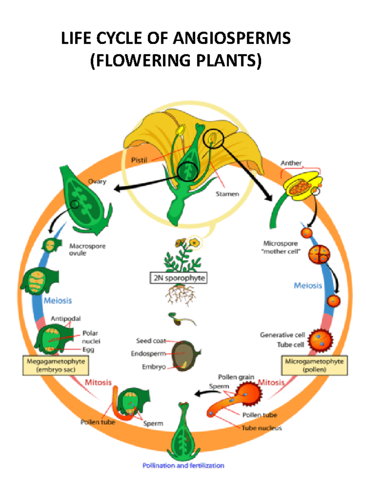 LIFE Cycle OF Angiosperms ( Flowering Plants)1 - LIFE CYCLE OF ...