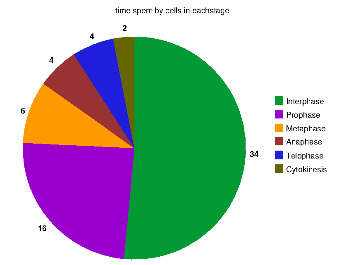 Graph - 34 16 6 4 4 2 Interphase Prophase Metaphase Anaphase Telophase ...
