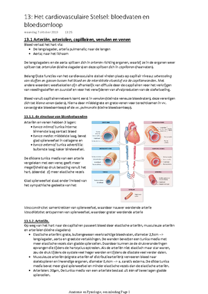 Het hart anatomie uitwerking - Hart Ligging en bouw van het hart Het ...