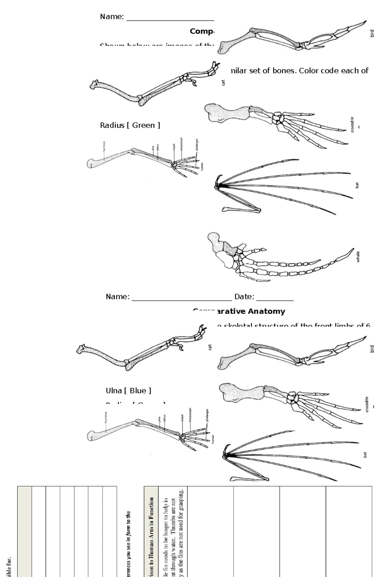 Comparative- Anatomy - Name: ___________________________ Date ...