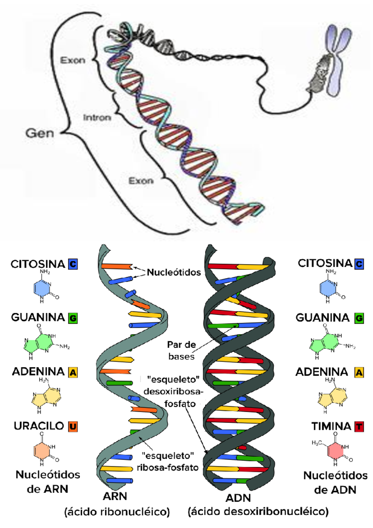 Genoma humano - Muy relevante - Exon Intron Gen Exon CITOSINA C ...
