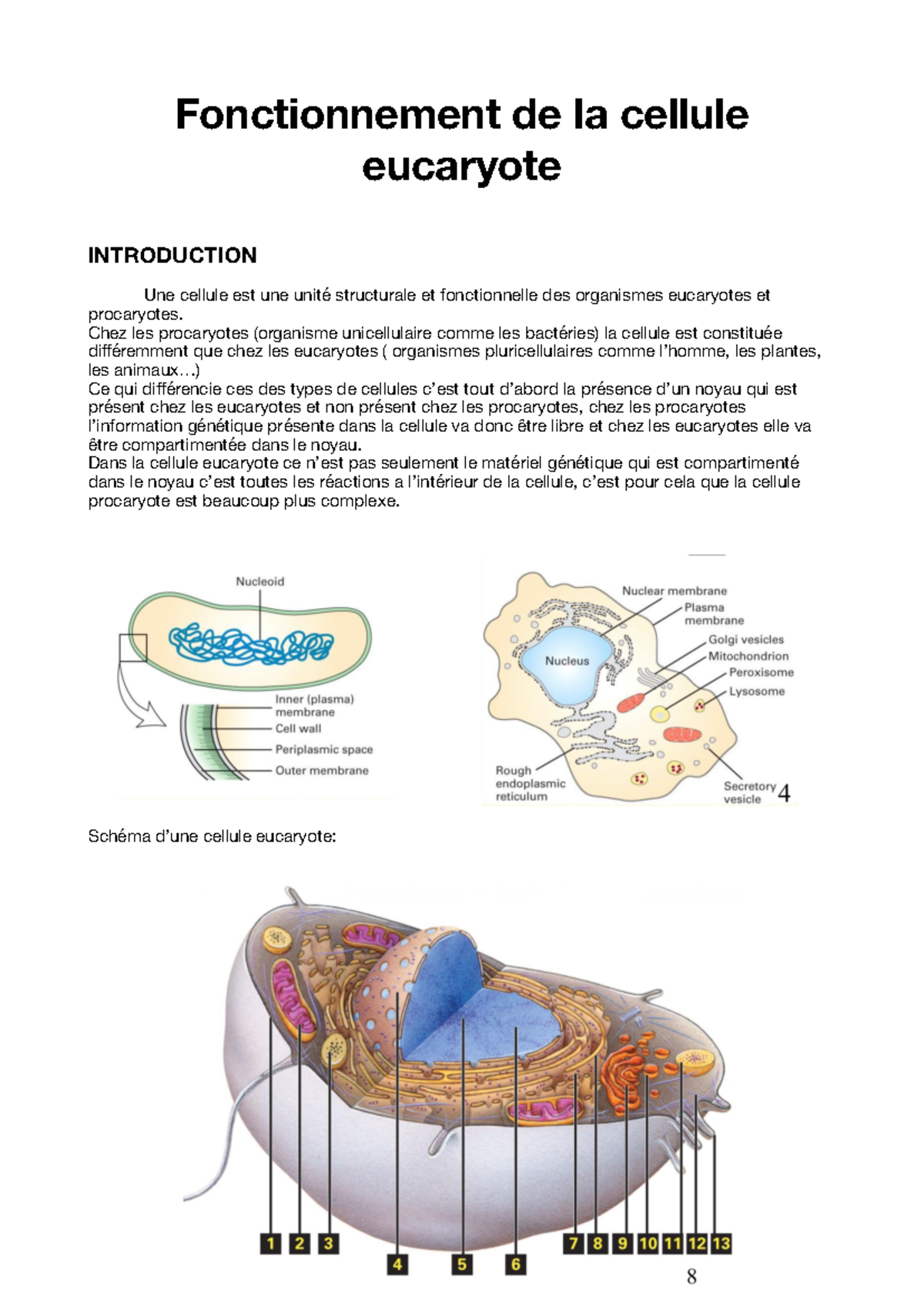 (1) Intro+ Membrane - Notes - Fonctionnement de la cellule eucaryote ...