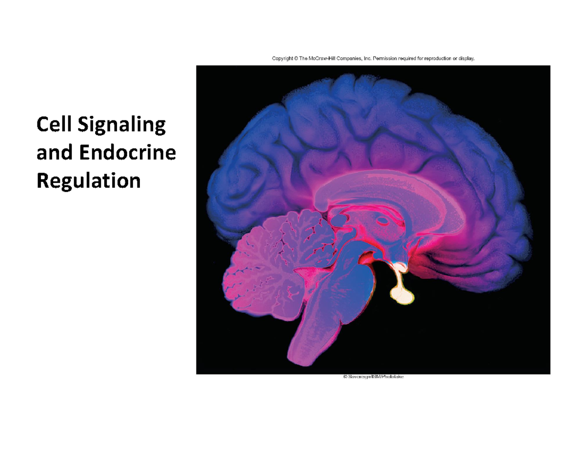 Ch 4 Cell Signaling and Endocrine Regulation I - Cell Signaling and ...