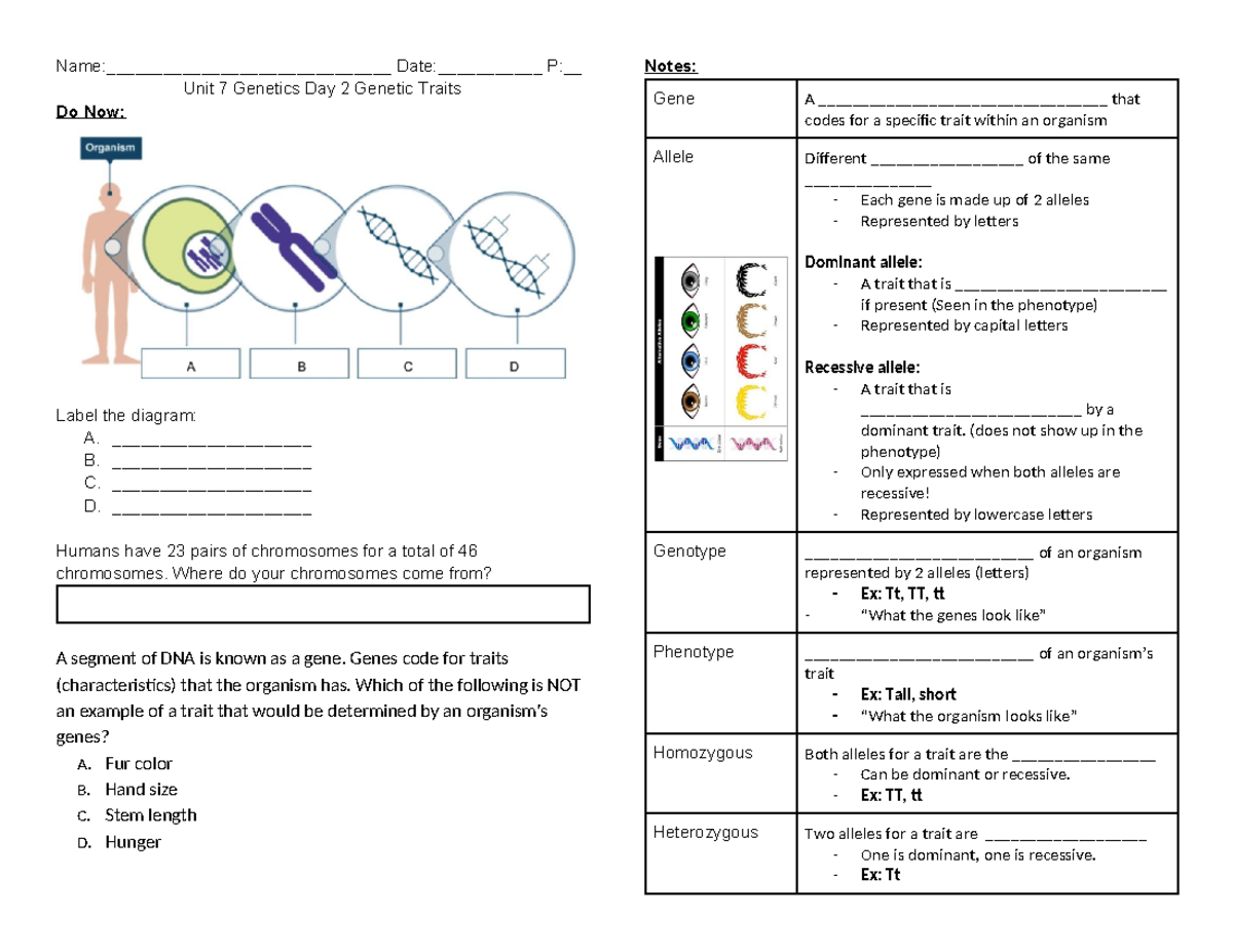 Genetic Traits - Dna - Name:______________________________ Date ...