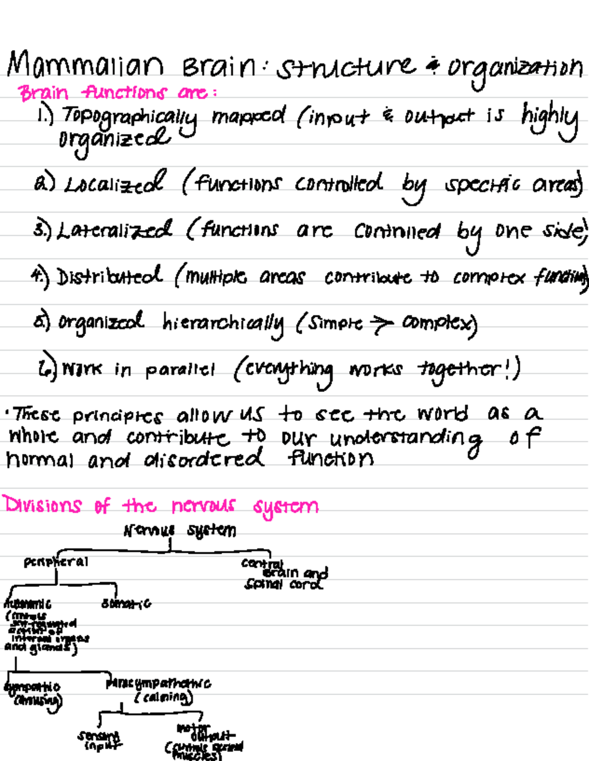 Mammalian Brain structure a organization - Mammalian Brain structure a ...