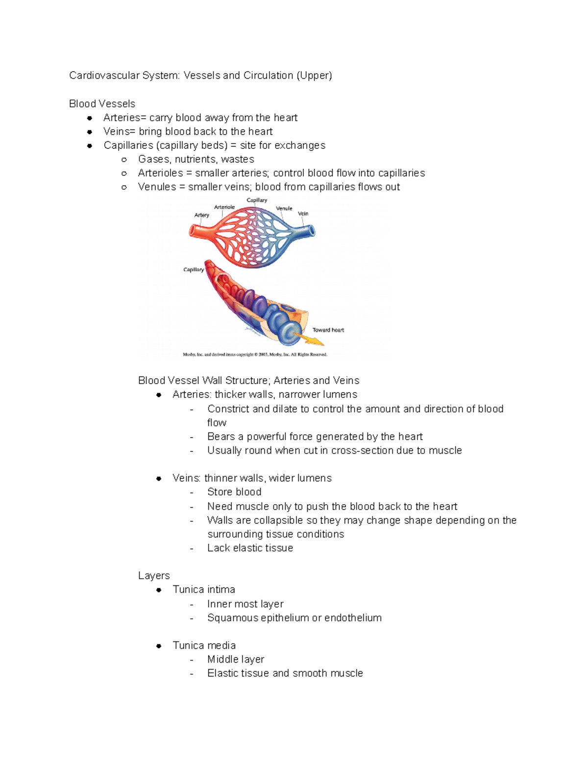 Anatomy Lab Vessels Part 1 - Cardiovascular System: Vessels and ...