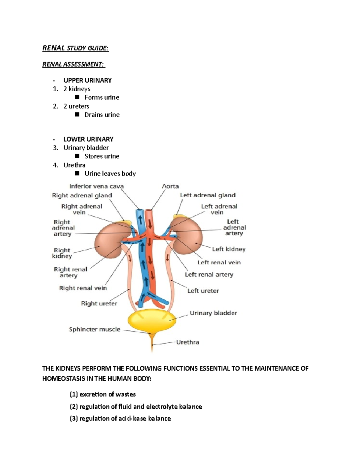 Renal Study Guide - RENAL STUDY GUIDE: RENAL ASSESSMENT: - UPPER ...