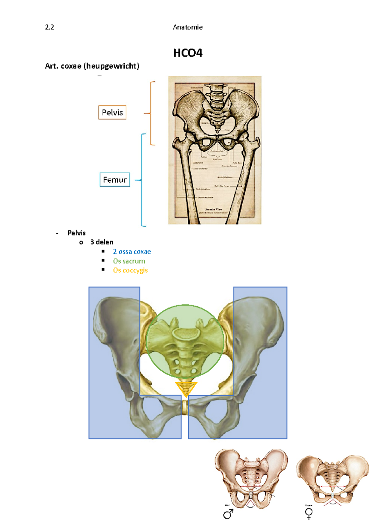 Schijf 1, Module 2; HCO4 - HCO Art. coxae (heupgewricht) - Pelvis o 3 ...