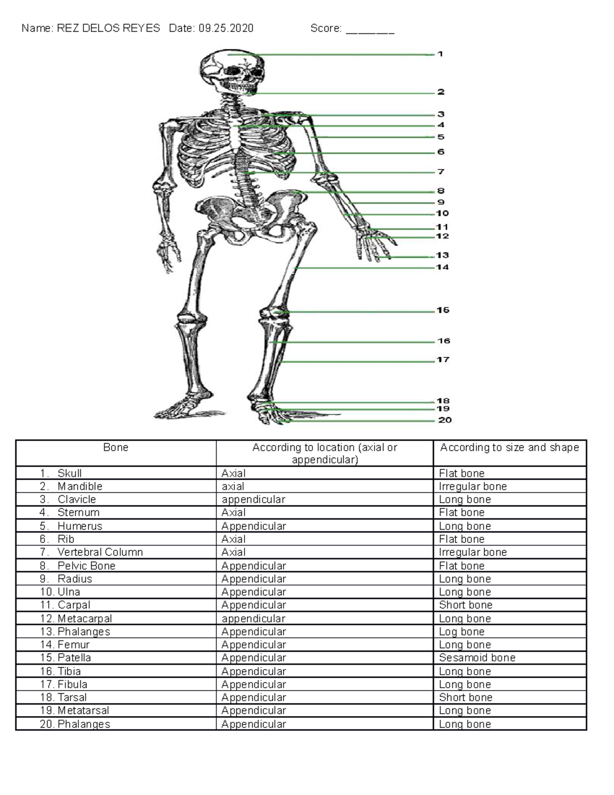 Skeleton assignment - nursing - Name: REZ DELOS REYES Date: 09.25 Score ...