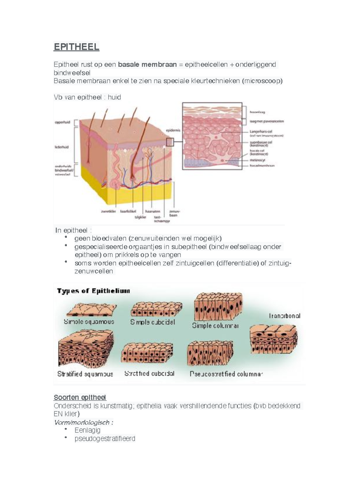 Practicum Epitheel - EPITHEEL Epitheel rust op een basale membraan ...