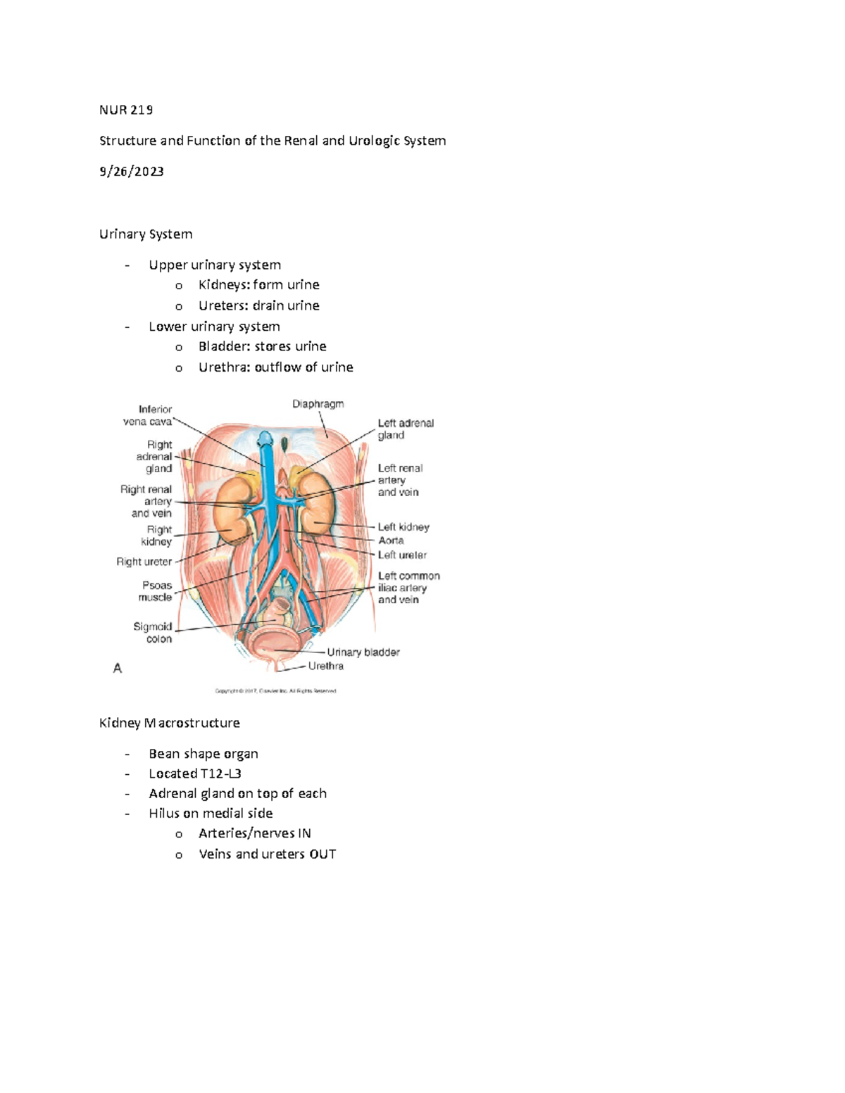 Structure and Function of the Renal and Urologic System - NUR 219 Structure and Function of the ...