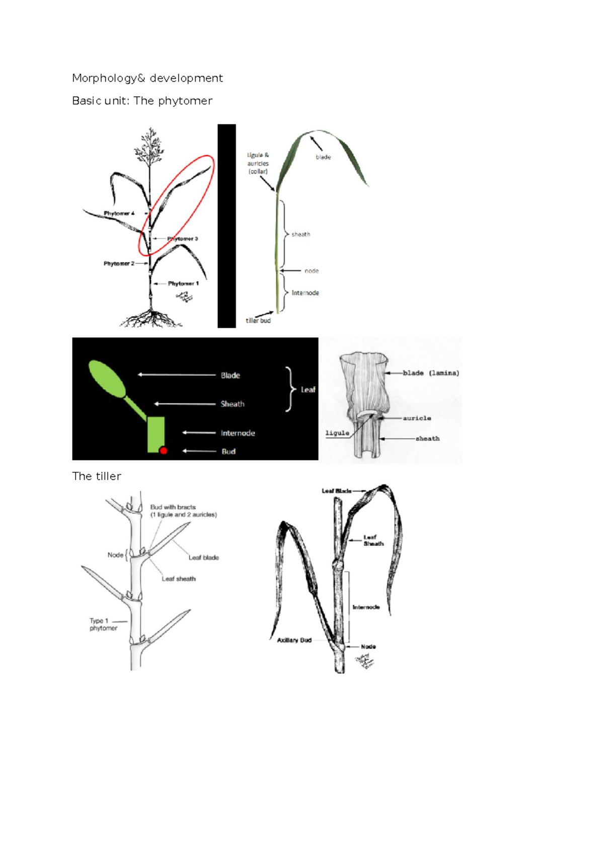 Grass science - Samenvatting lectures - Morphology& development Basic ...
