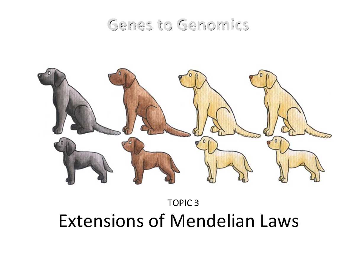 Topic 3 - Extensions of Mendelian Laws - Warning: TT: undefined ...