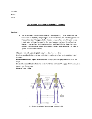 Unit 13 The Human Muscular and Skeletal Systems - The human muscular ...