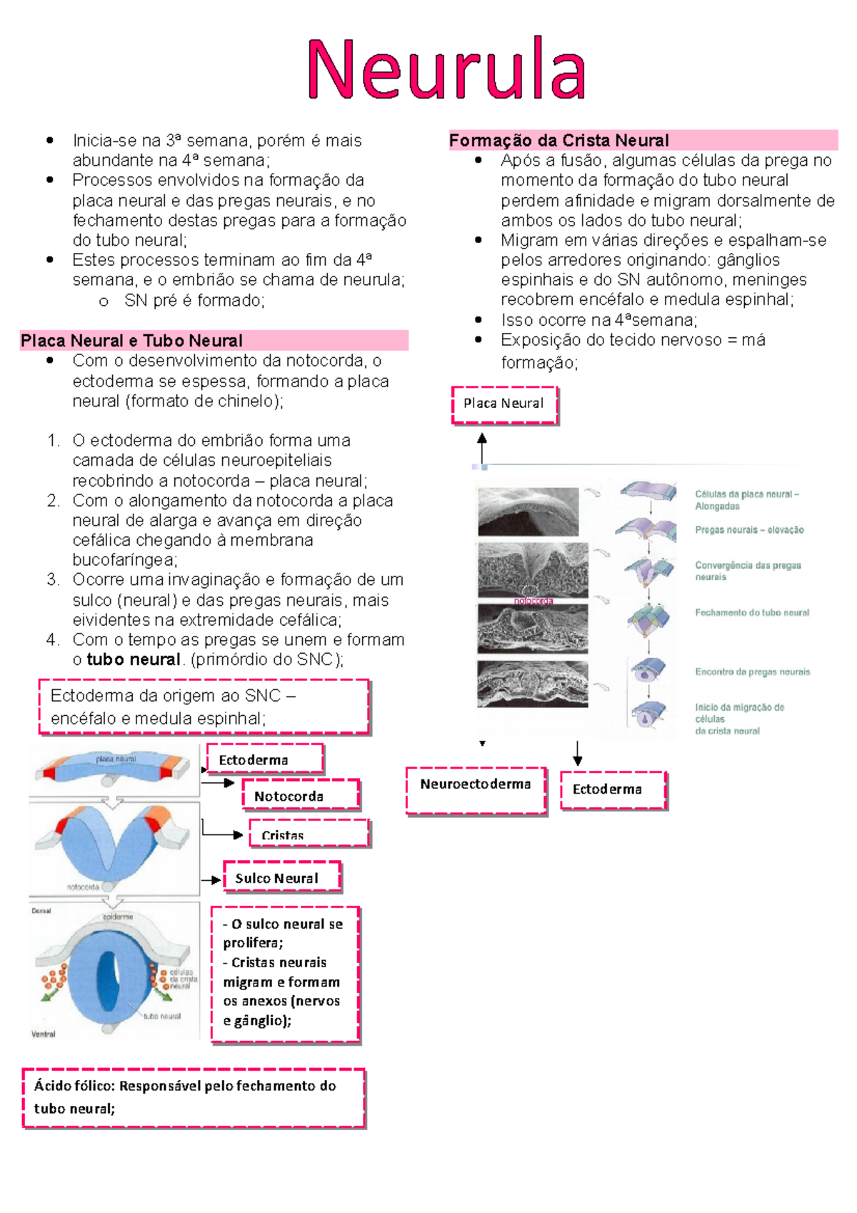 Neurula - Informações do material foram retiradas das minhas anotações ...