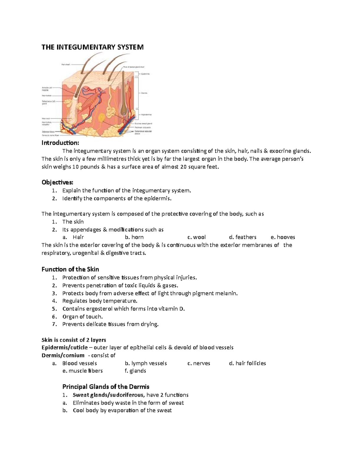 THE Integumentary System - THE INTEGUMENTARY SYSTEM Introduction: The ...
