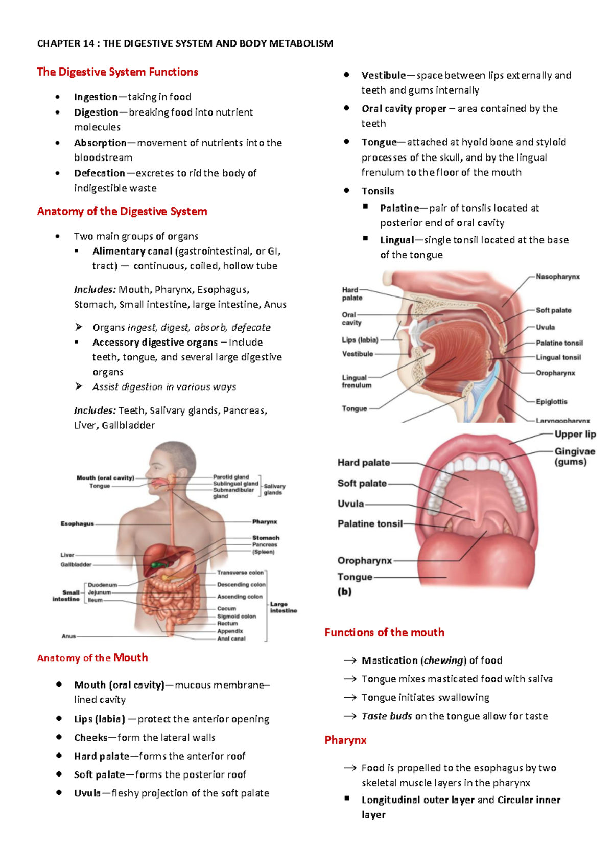 THE Digestive System - ... - The Digestive System Functions Ingestion ...