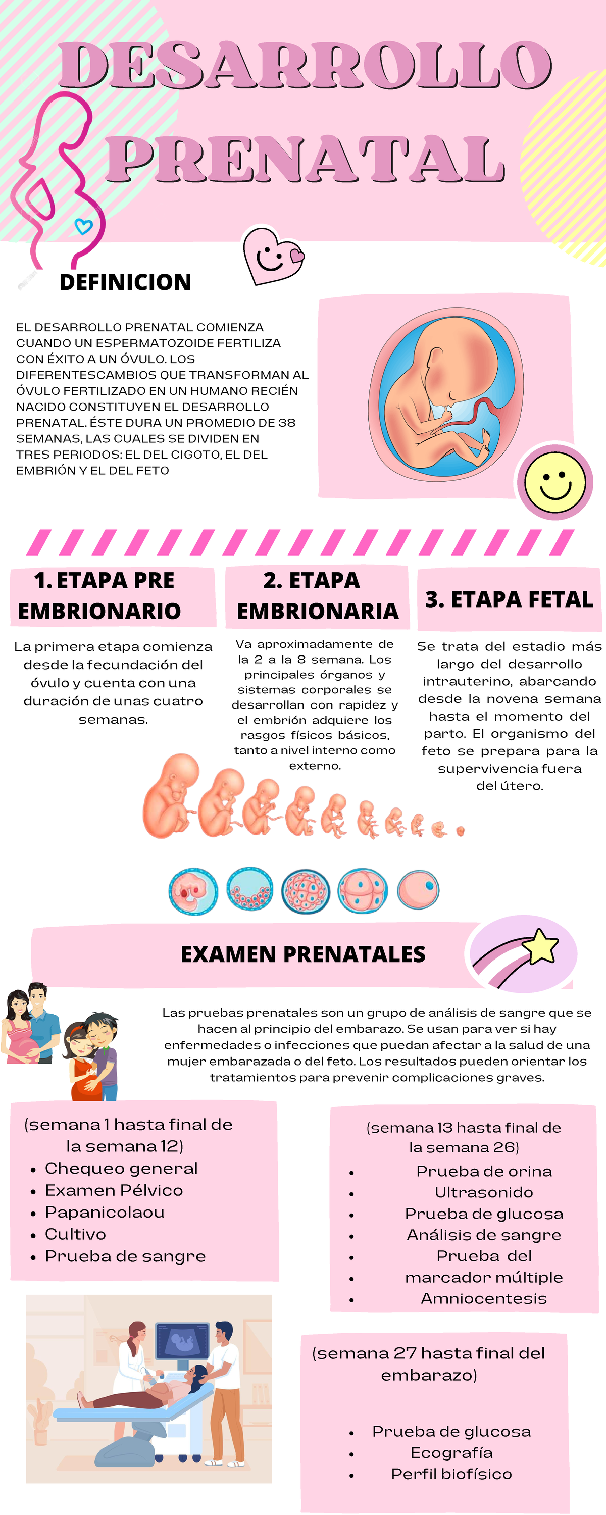 Infografia - desarrollo prenatal - DESARROLLODESARROLLO PRENATAL ...