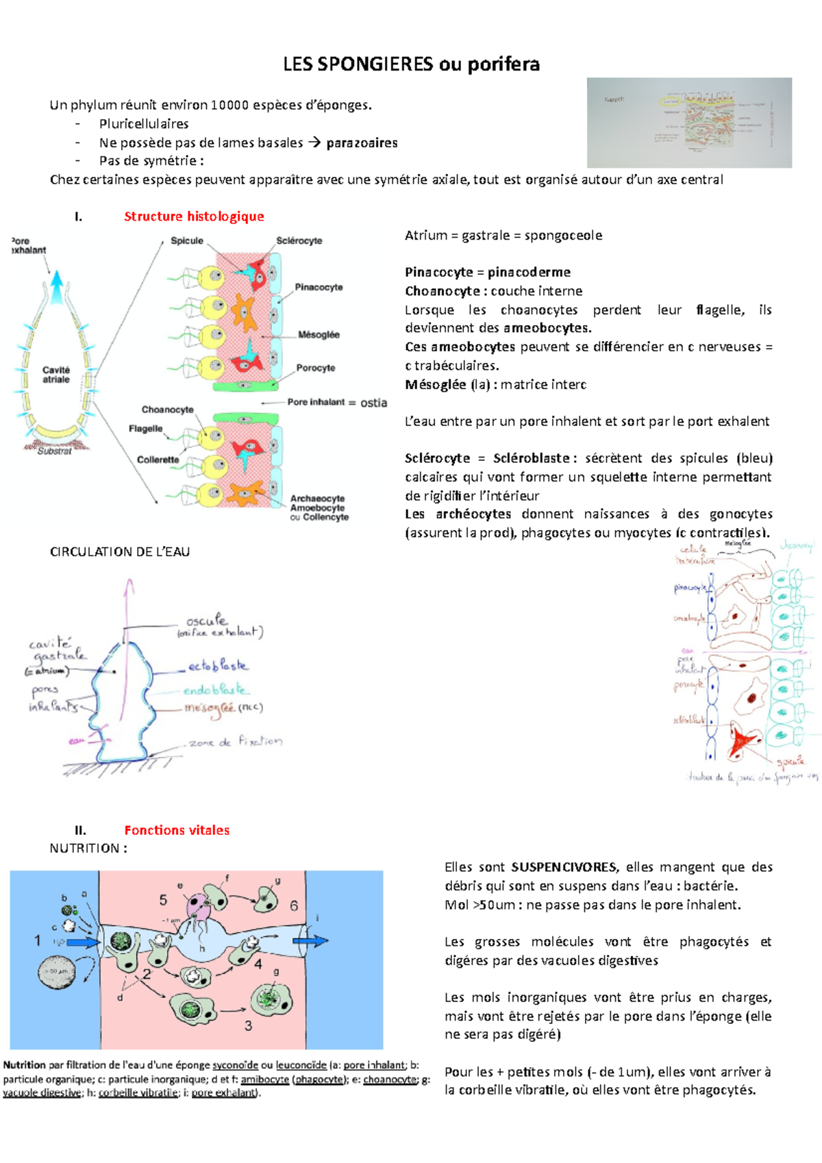 chapitre 2 : les spongiaires - LES SPONGIERES ou porifera Un phylum ...