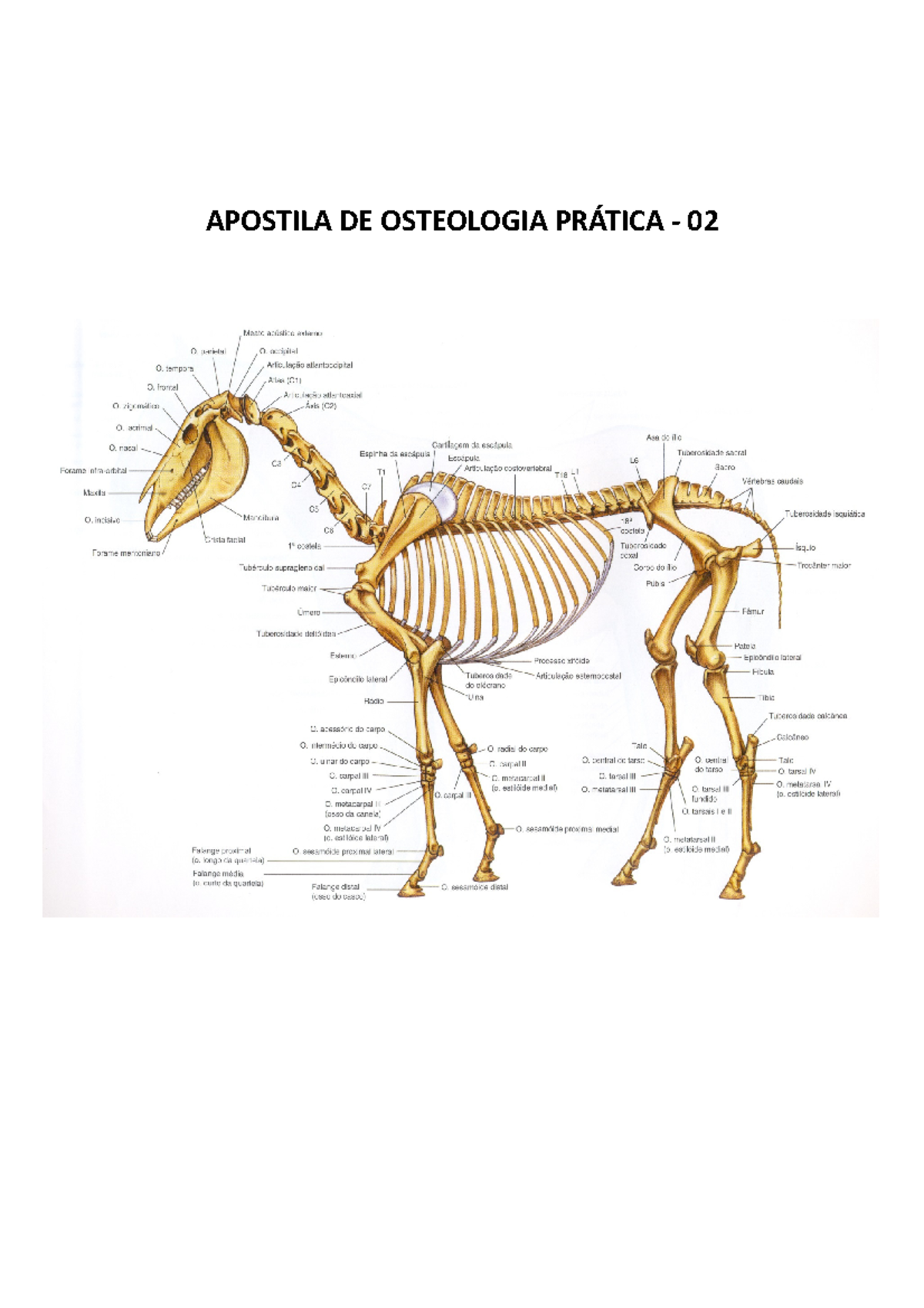 Osteologia Prática - 02 - APOSTILA DE OSTEOLOGIA PRÁTICA - 02 OSSOS DA ...