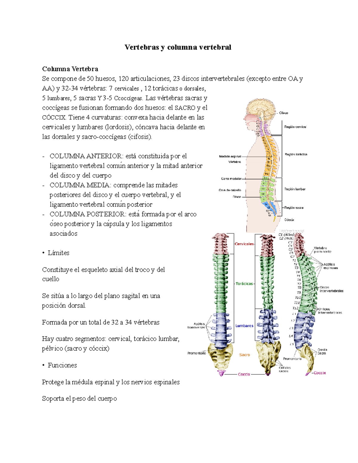 Columna vertebral - UNIDAD 1 LOCOMOTOR, MORFOFISIOLOGIA 2 - Vertebras y ...