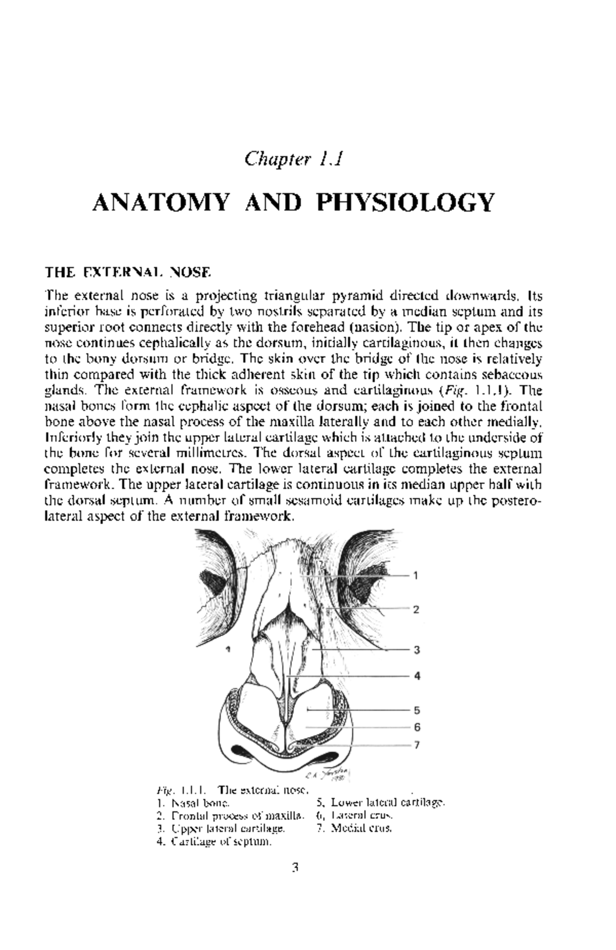 Nariz - si - Chapter LI ANATOMY AND PHYSIOLOGY THE EXTERNAL NOSE The ...