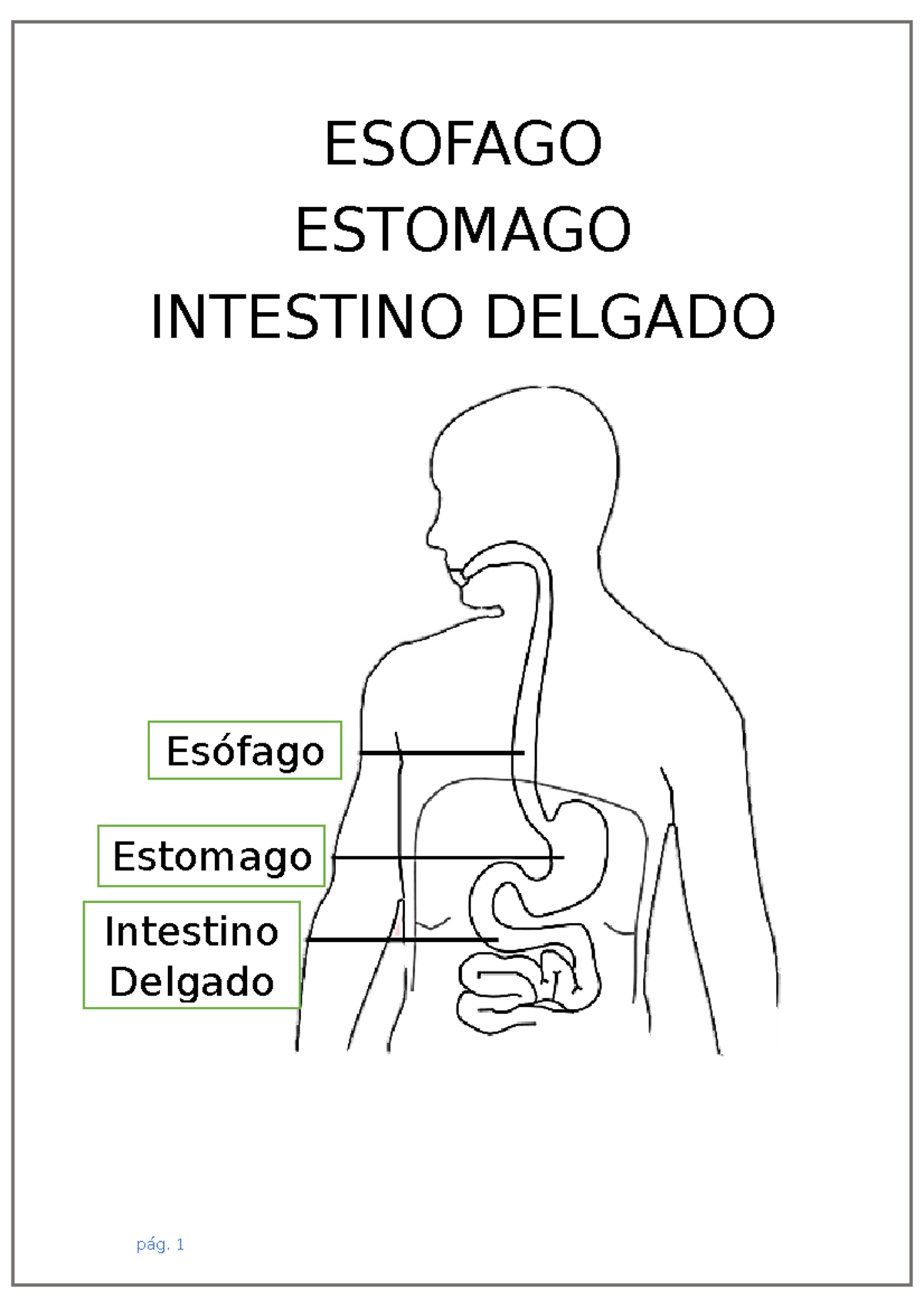 Esofago, Estomago E Intestino Delgado - ESOFAGO ESTOMAGO INTESTINO ...
