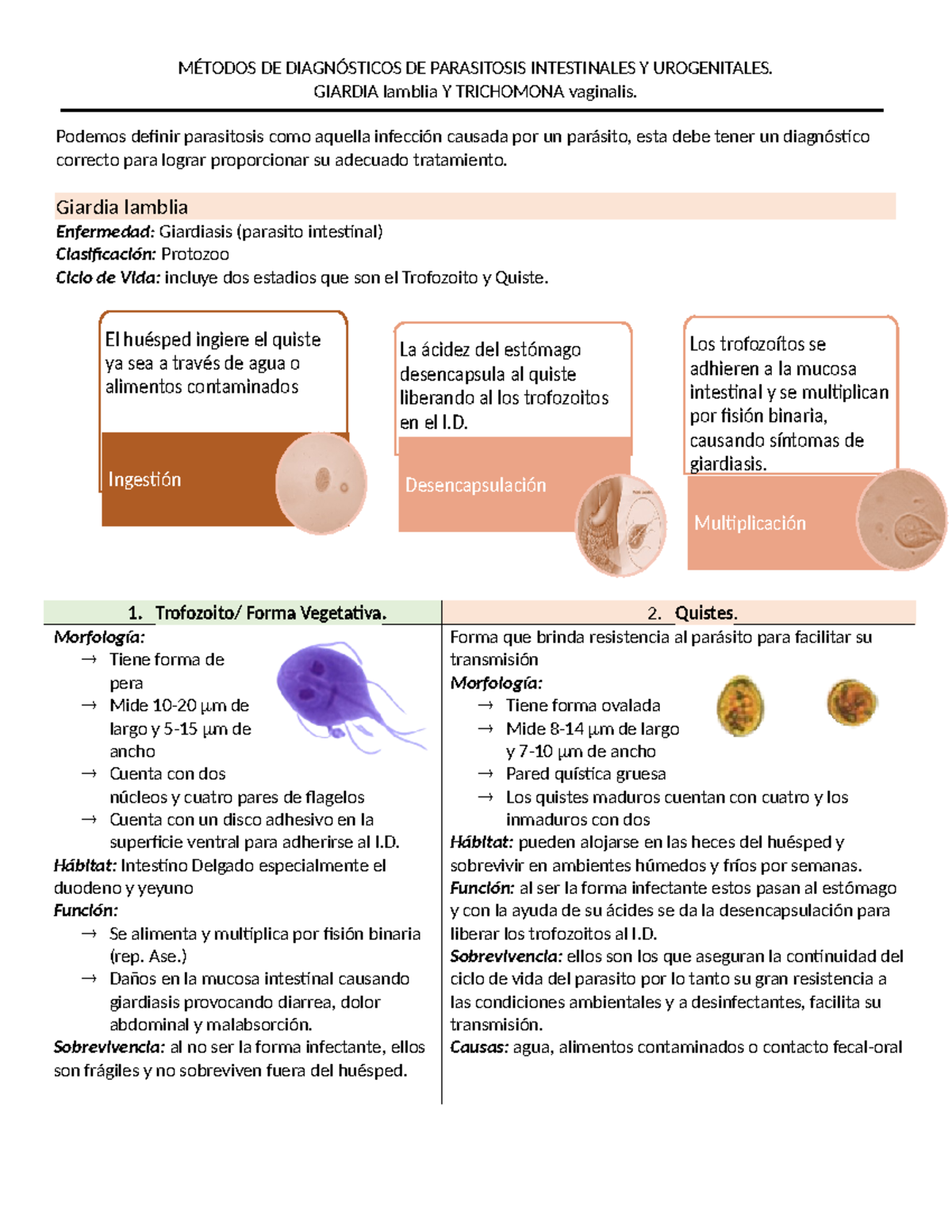 MÉ Todos DE Diagnó Sticos DE Parasitosis Intestinales Y Urogenitales ...