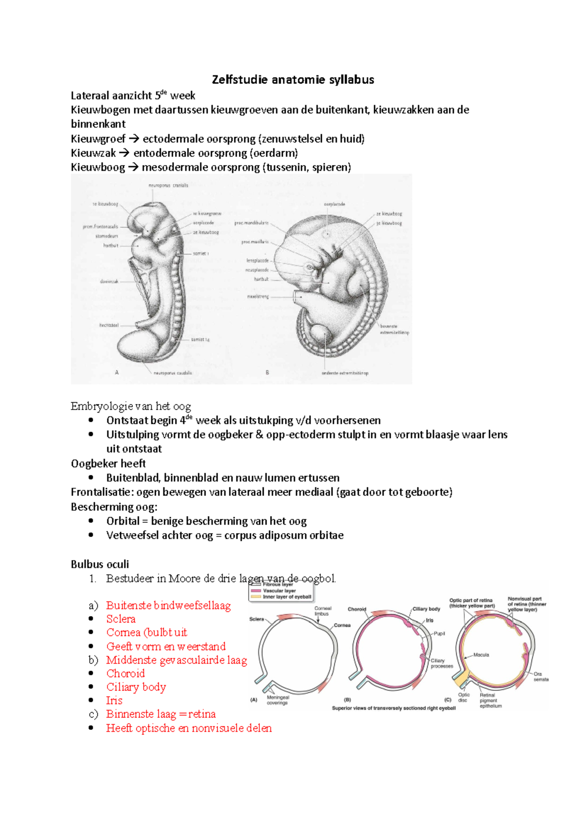 Zelfstudie anatomie syllabus - Zelfstudie anatomie syllabus Lateraal ...