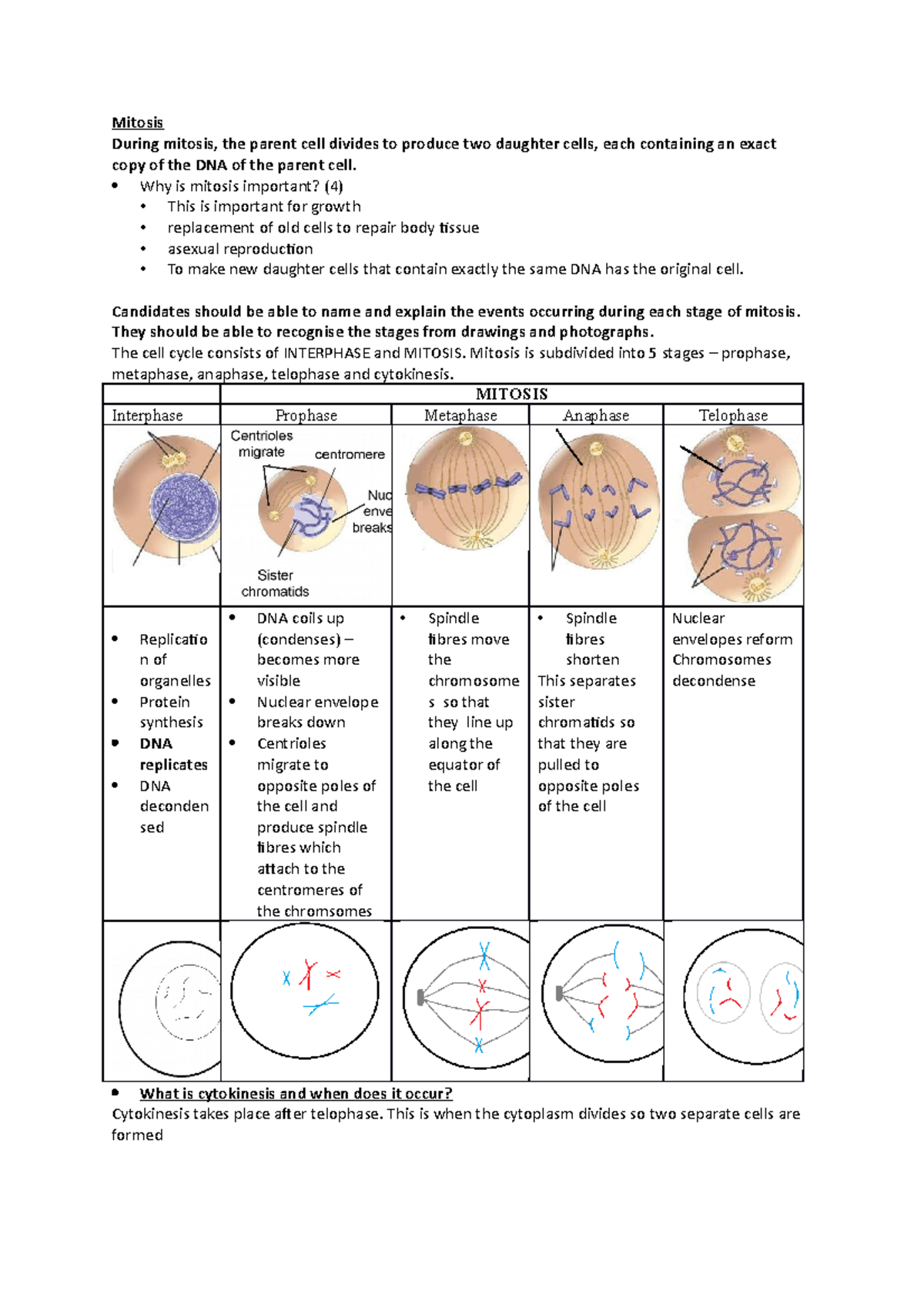 Mitosis notes - Mitosis During mitosis, the parent cell divides to ...